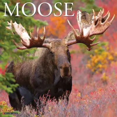 Buy moose calendar? | Over Supply & Cutting Prices
