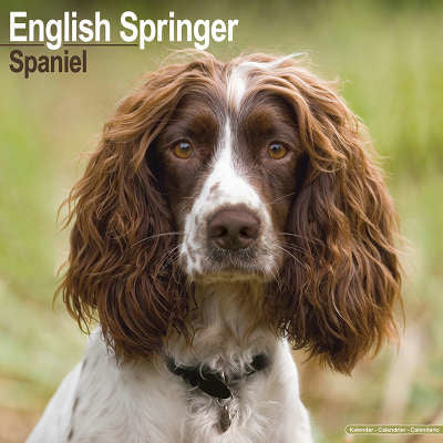 Engelse Springer Spaniel Kalender kopen? | Scherpe Prijzen‎