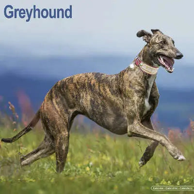 Greyhound Kalender kopen? | Ruim Aanbod & Scherpe Prijzen‎