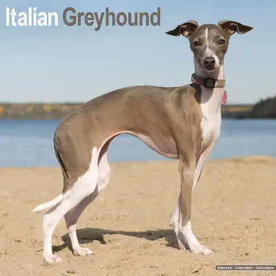 Italian Greyhound Kalender kopen? | Ruim Aanbod & Scherpe Prijzen‎