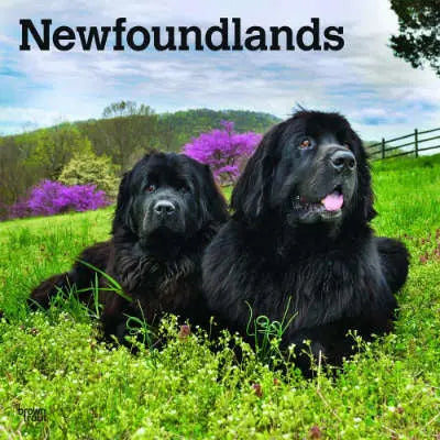 Newfoundlander Kalender kopen? | Ruim Aanbod & Scherpe Prijzen‎