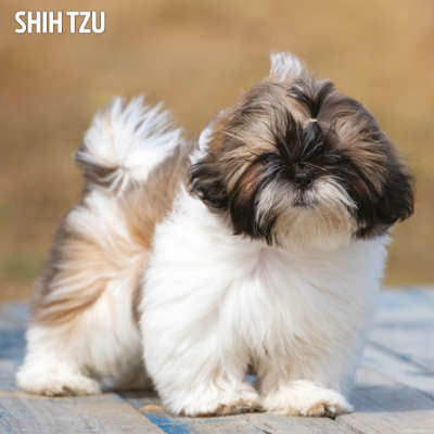 Shih Tzu Kalender kopen? | Ruim Aanbod & Scherpe Prijzen‎