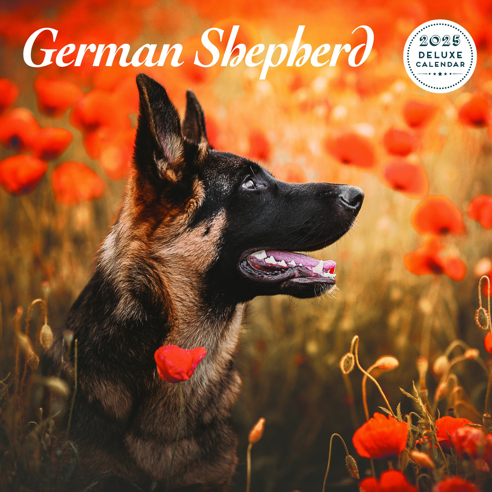 German Shepherd Calendar 2025 Buy | Order easily online – kalenderwinkel