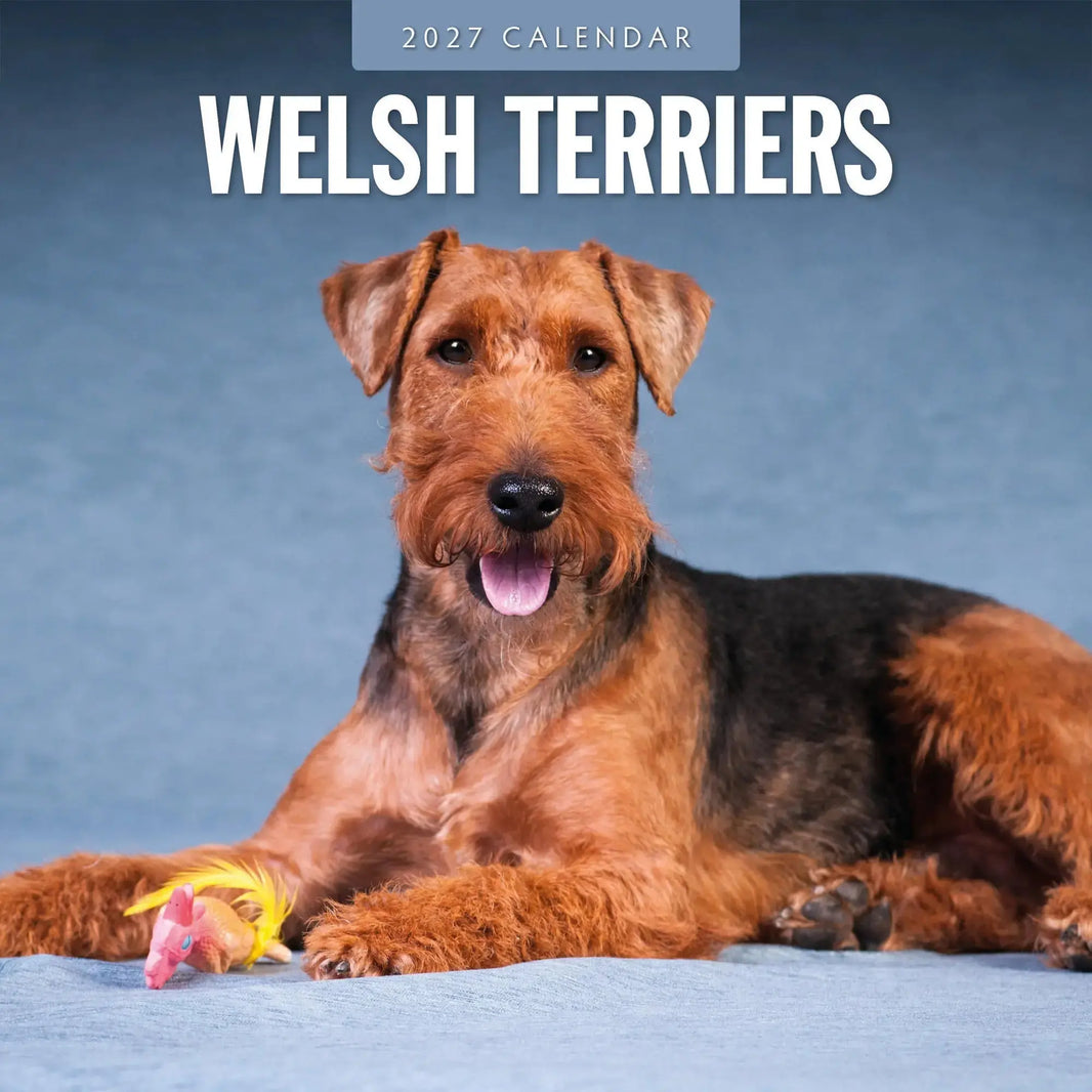 Buy Welsh Terrier Calendar 2027? | Order easily online