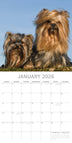 Comprar Calendario Yorkshire Terrier 2026 | simplemente haga su pedido ...